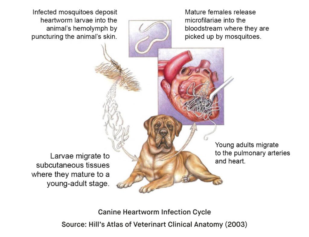 How to Use Leishmania + Anaplasma + Ehrlichia + Heartworm Combo Rapid ...