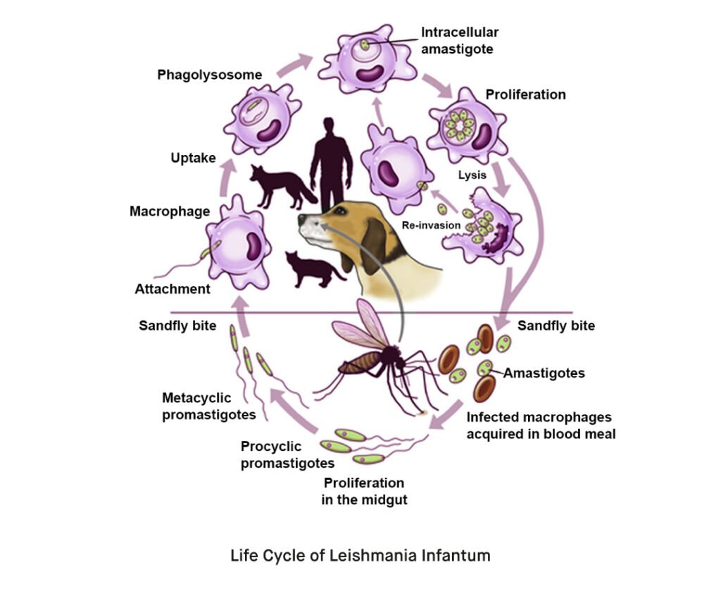 How to Use Leishmania + Anaplasma + Ehrlichia + Heartworm Combo Rapid ...