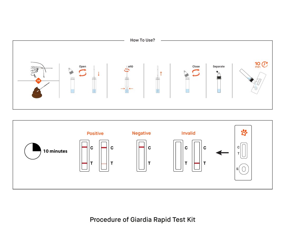 What is Giardia spp. and How to Use the Giardia Rapid Test Kit? - Rapid ...