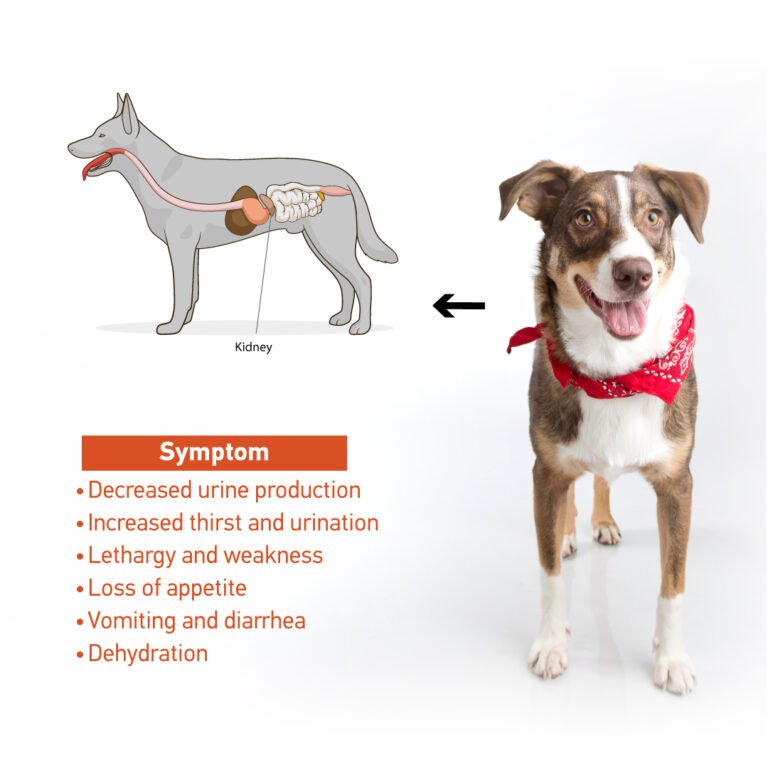 What is Kidney Injury (KI) in Dogs? How to Use Canine Neutrophil ...