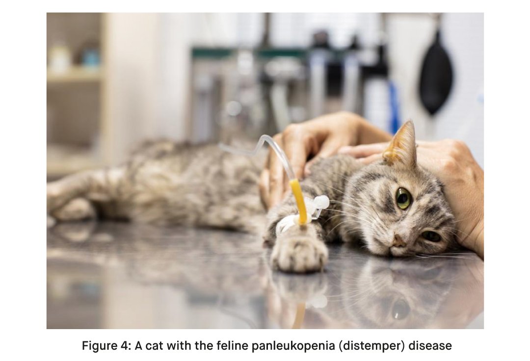 Animal Shelter Experiencing Cat Virus Outbreak: What is Feline ...