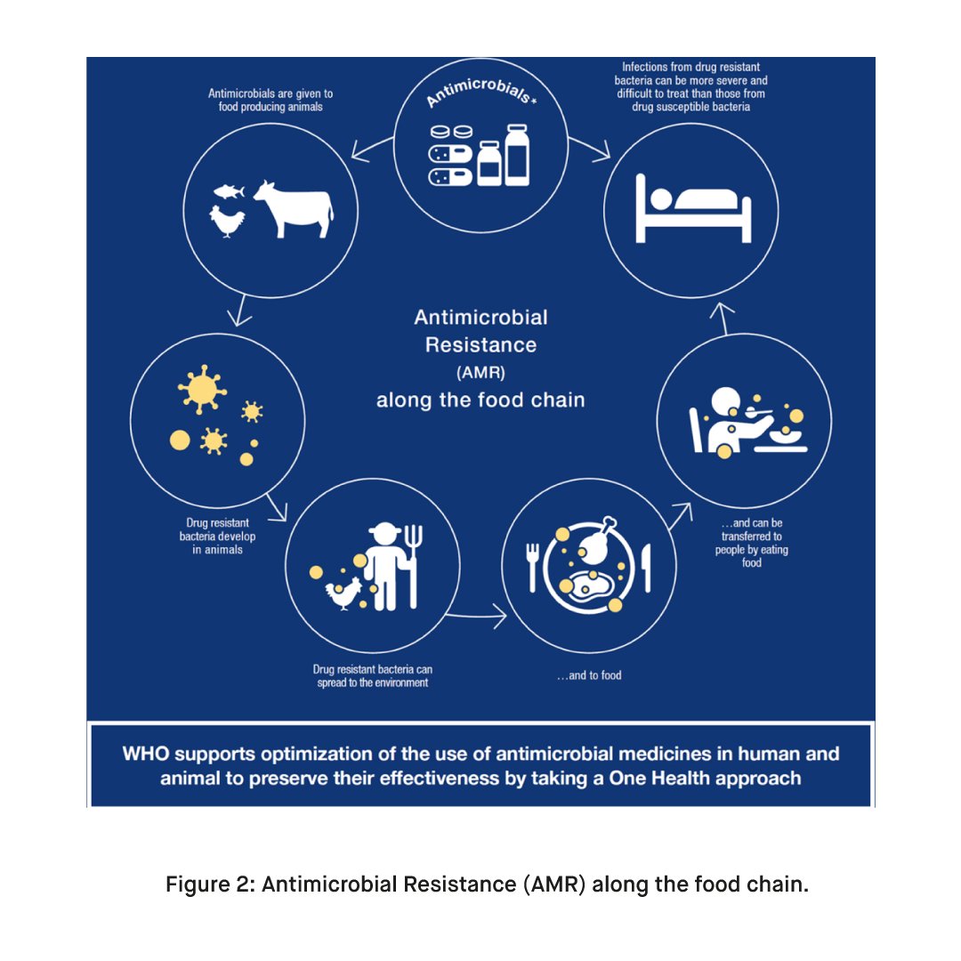 WOAH Warns Veterinary Authorities. What is Antimicrobial Resistance ...