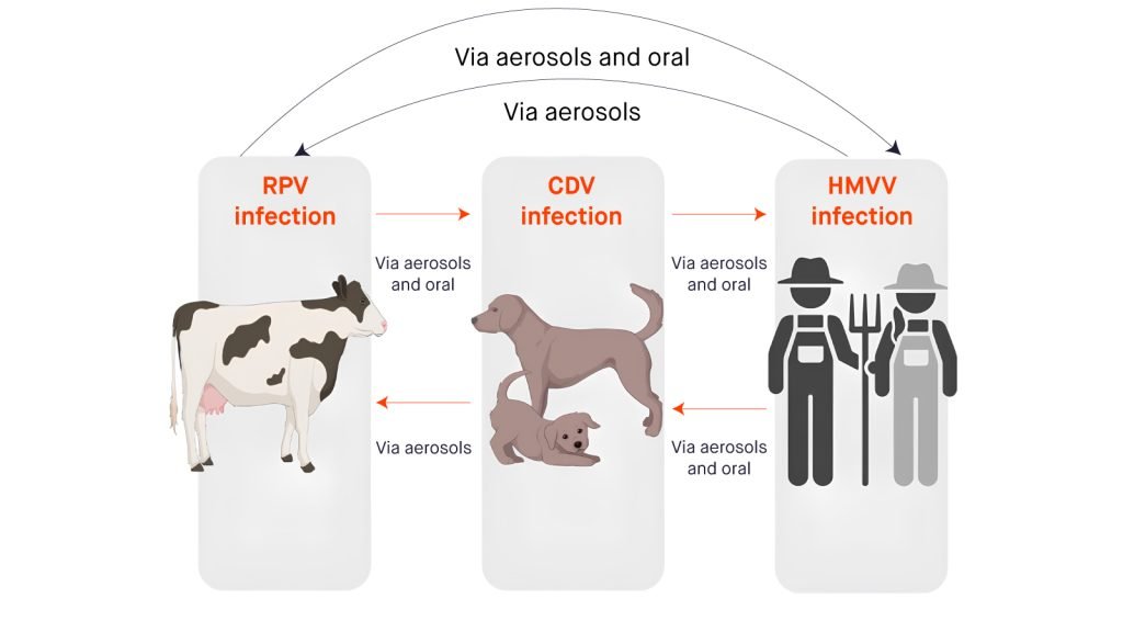 CDV Rapid Test Kit: Revolutionizing Canine Distemper Virus Diagnosis