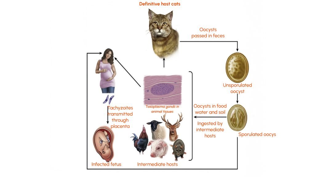 Toxoplasmosis in Cats: Causes, Symptoms, and Prevention - Rapid Test ...