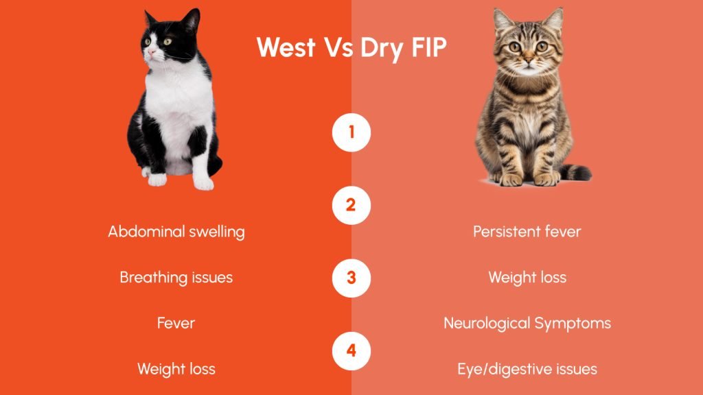 Fast and Accurate FIP Detection with VetFor Diagnostic Kit | Vitrosens