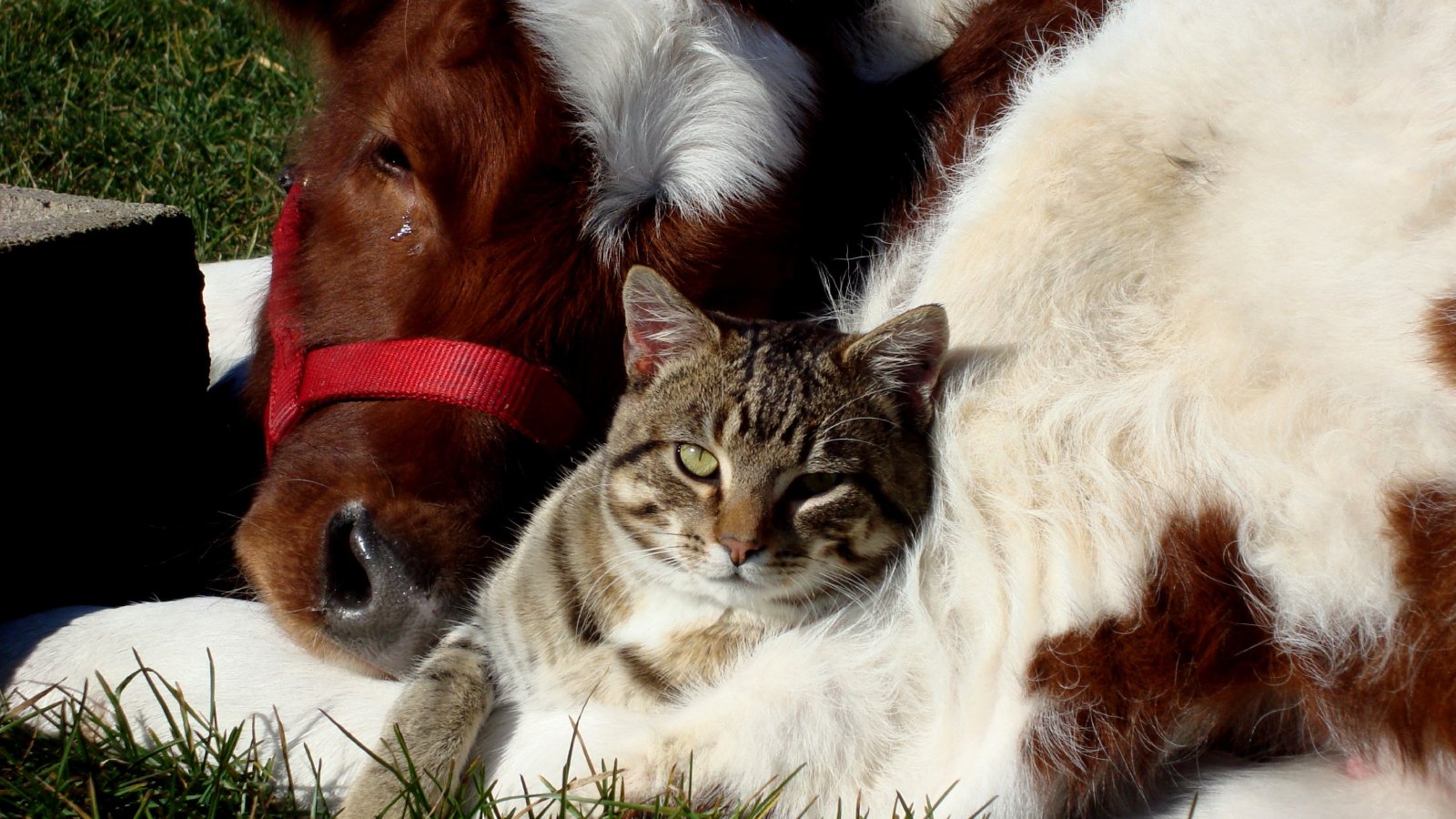 Trichomonas foetus: A Hidden Cause of Diarrhea in Cats and Fertility ...